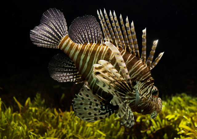 9339 - Brown striped tropical fish - Beebooh ecards